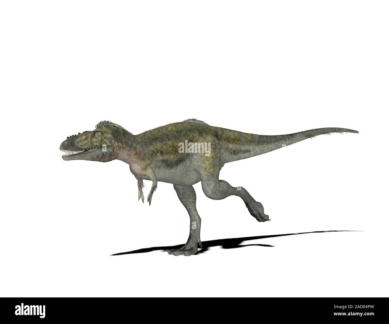 Alioramus dinosaur. Computer illustration of an Alioramus sp. dinosaur ...