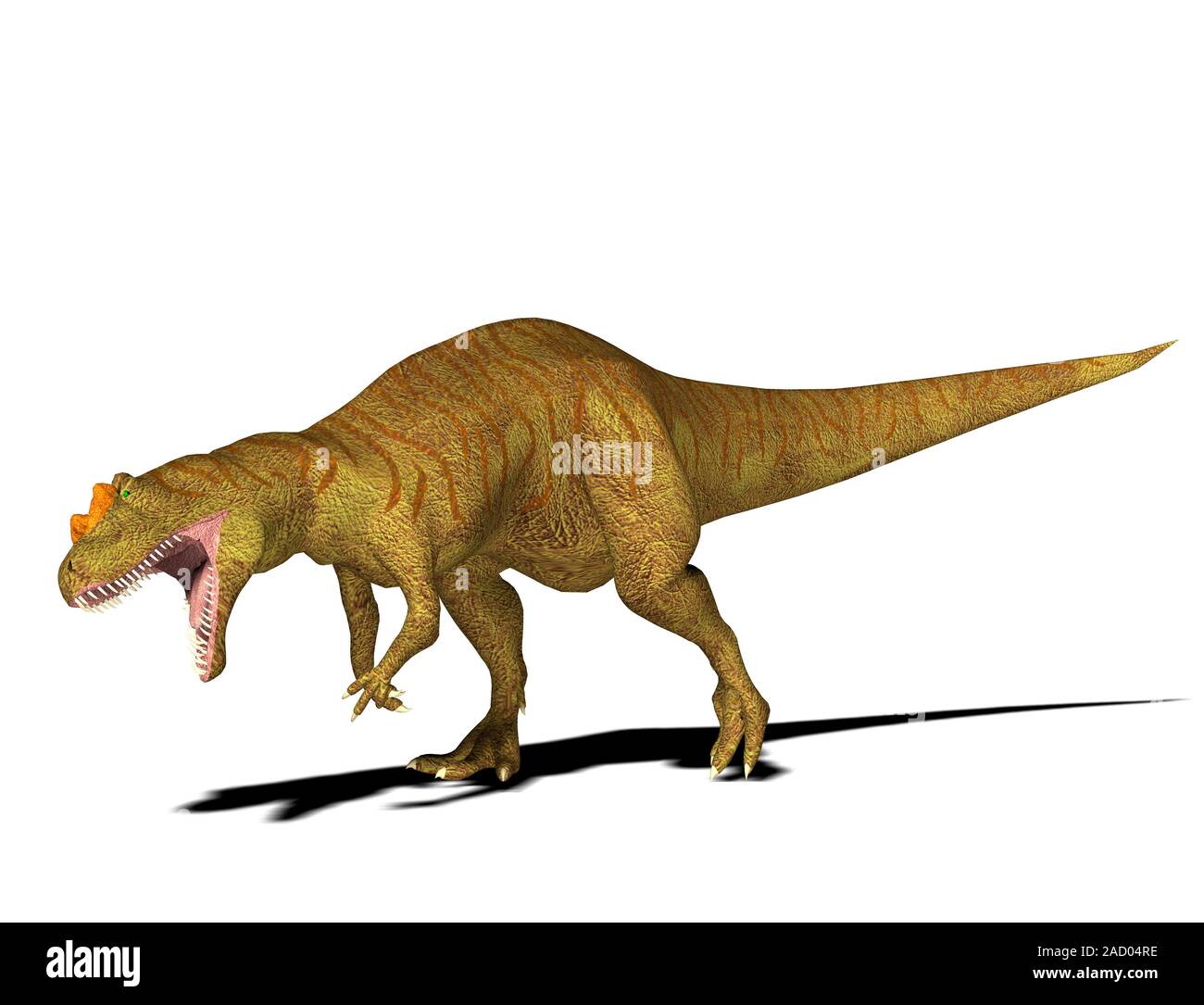 Allosaurus dinosaur. Computer illustration of an Allosaurus sp. dinosaur. This carnivorous ...