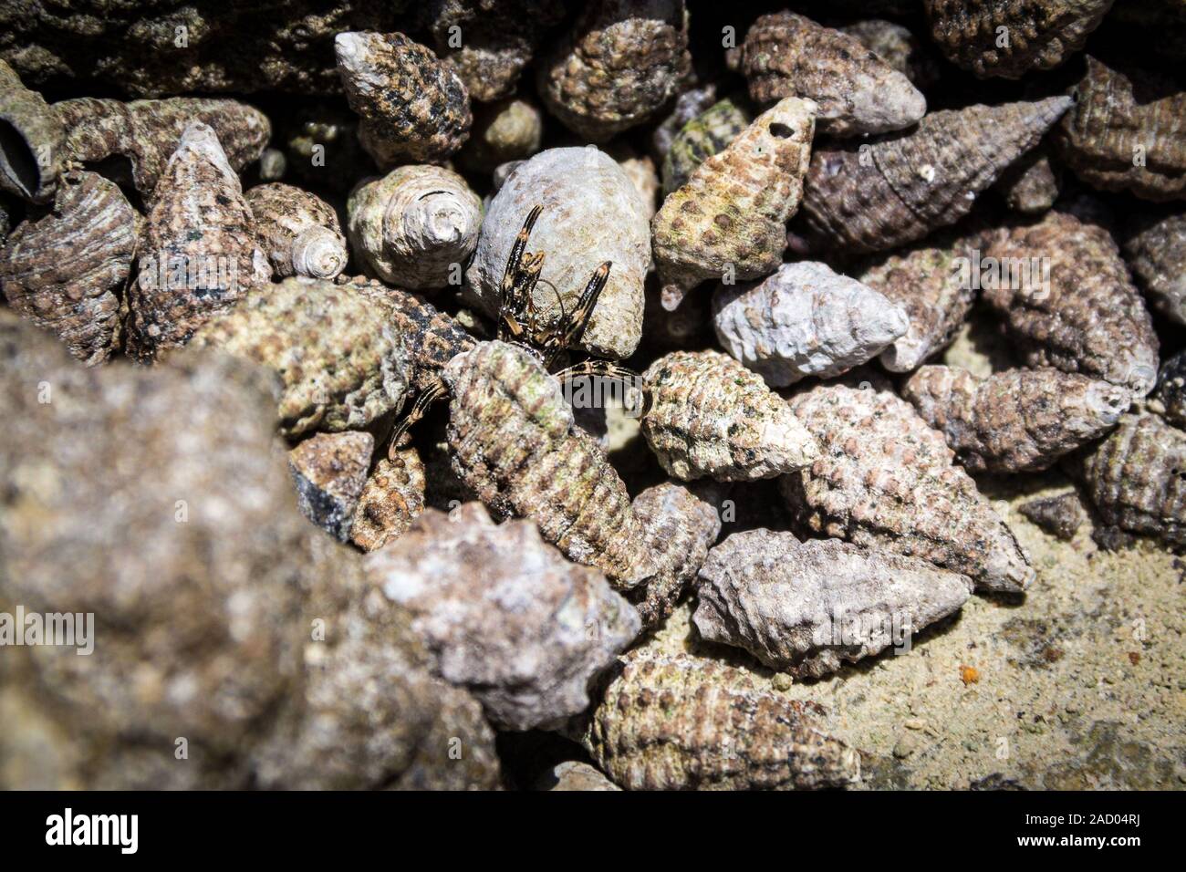 Little hermit crab walking between empty shells, coast of Zanzibar Stock Photo - Alamy