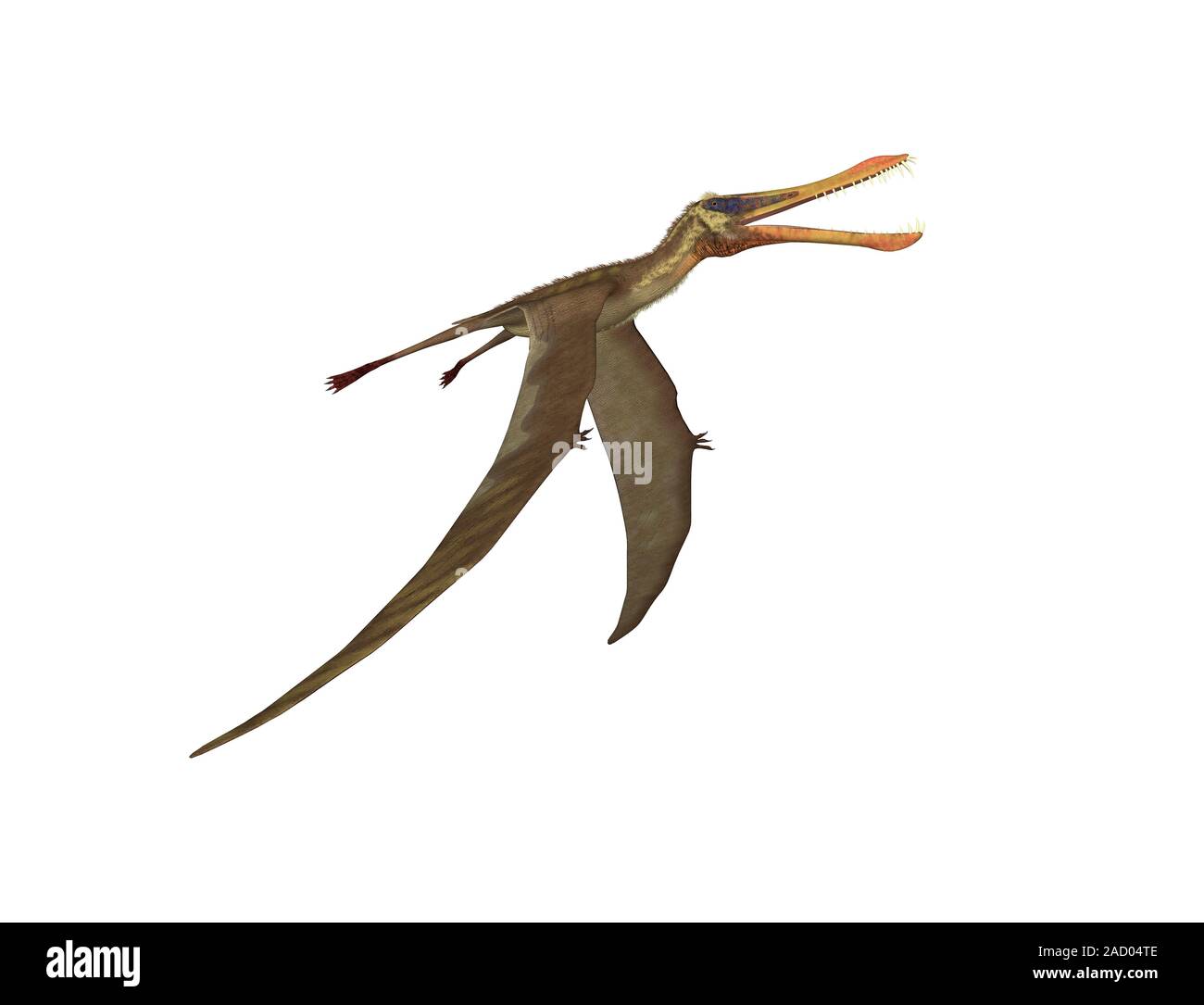 Anhanguera pterosaur. Computer illustration of an Anhanguera sp ...
