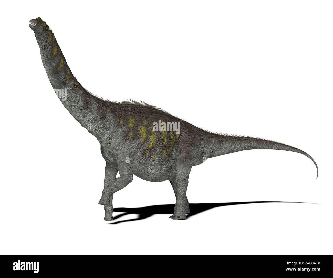Argentinosaurus dinosaur. Computer illustration of an Argentinosaurus ...