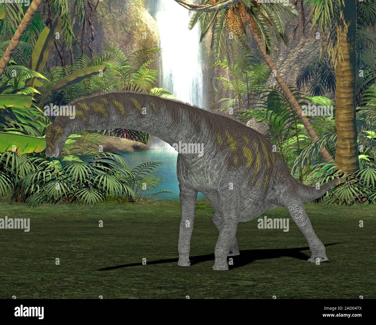 Argentinosaurus dinosaur. Computer illustration of an Argentinosaurus ...