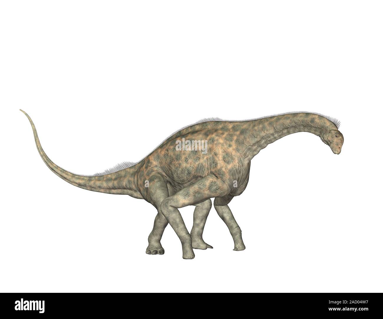 Atlasaurus dinosaur. Computer illustration of an Atlasaurus sp ...
