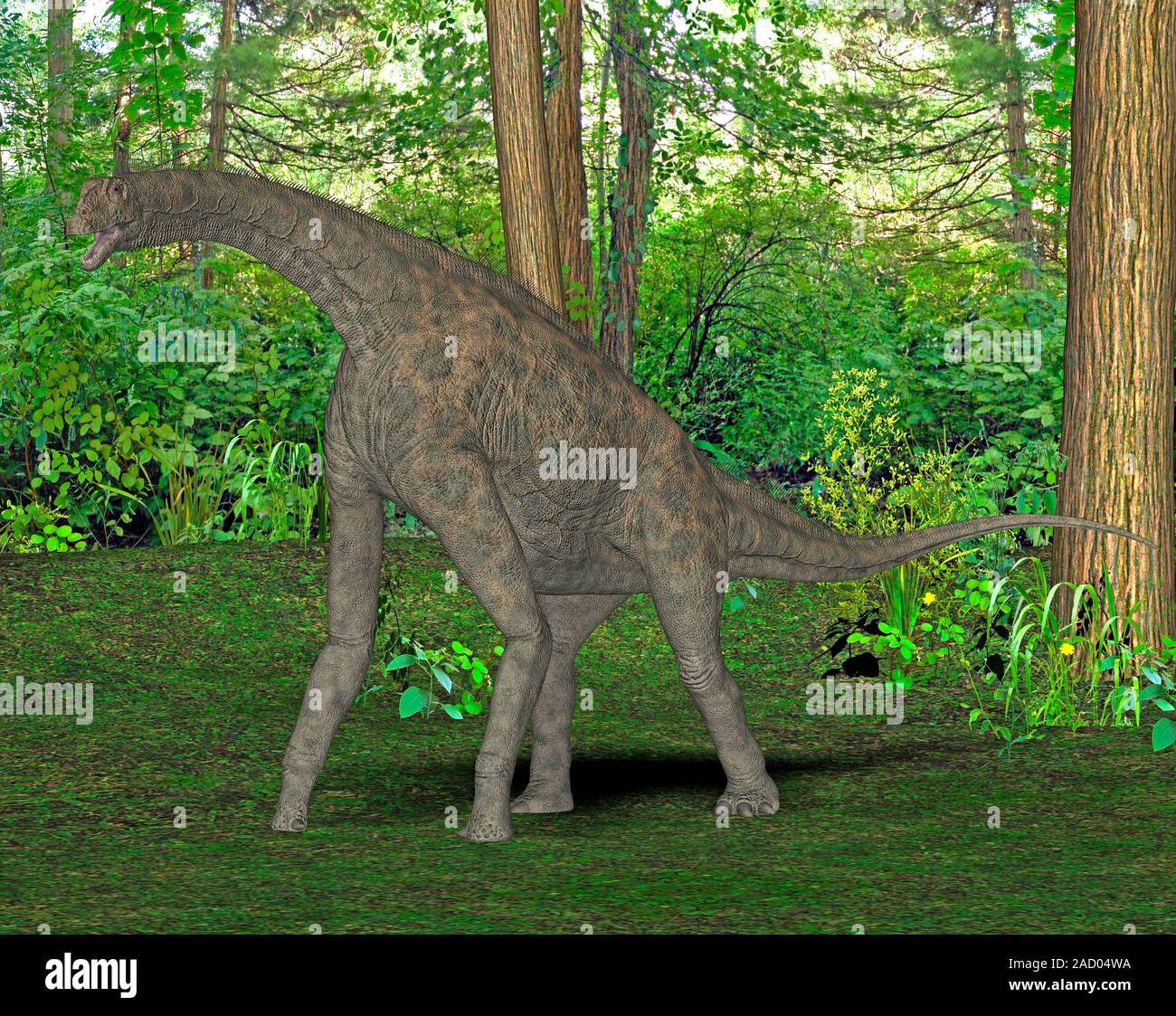 Atlasaurus dinosaur. Computer illustration of an Atlasaurus sp ...