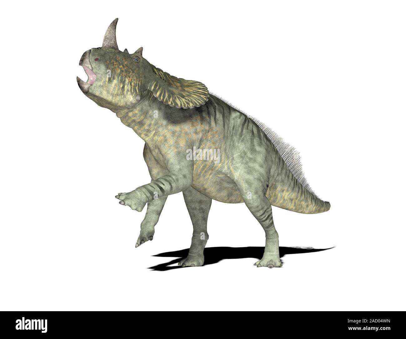 Brachyceratops dinosaur. Computer illustration of a Brachyceratops sp ...