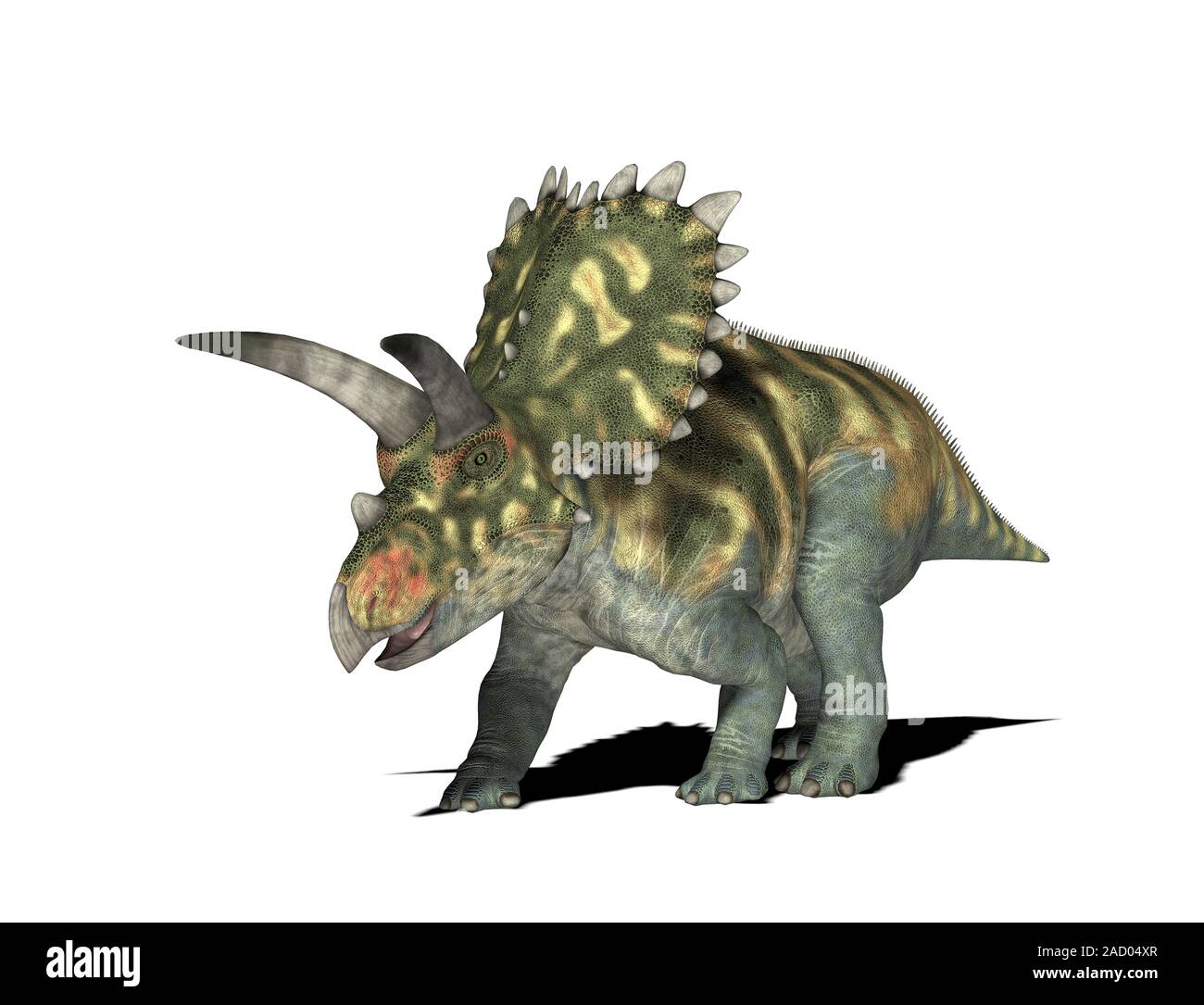 Coahuilaceratops dinosaur. Computer illustration of a Coahuilaceratops ...