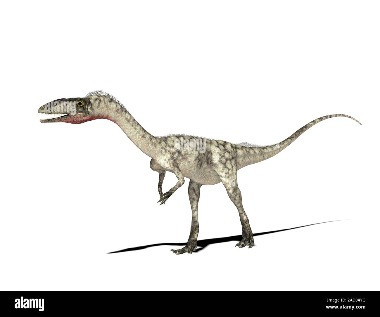 Coelophysis dinosaur. Computer illustration of a Coelophysis sp ...
