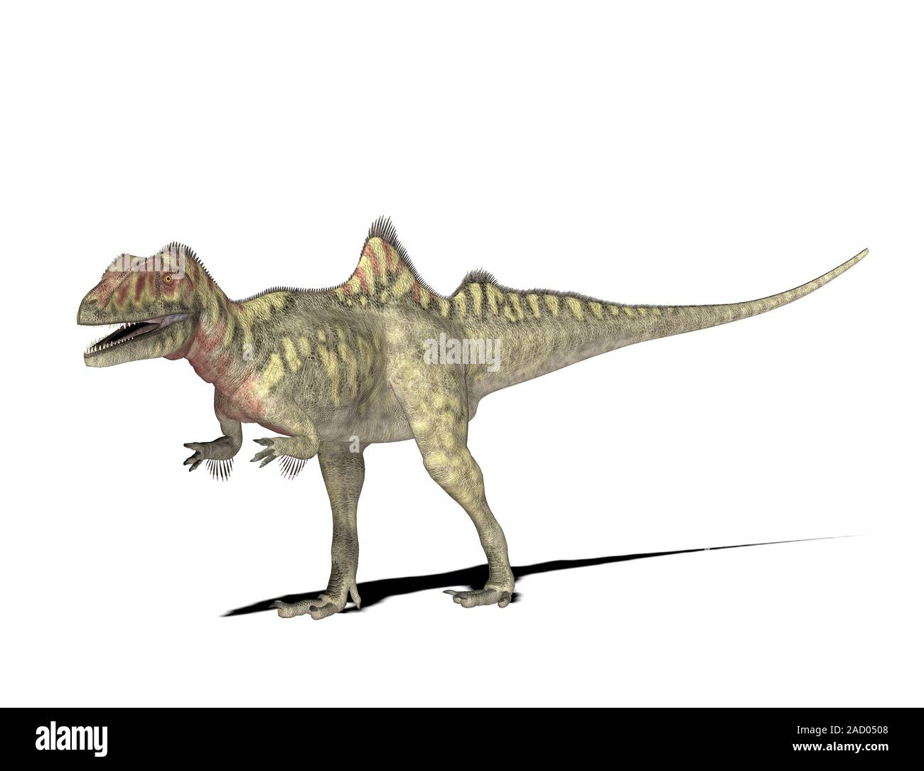 Concavenator dinosaur. Computer illustration of a Concavenator sp ...