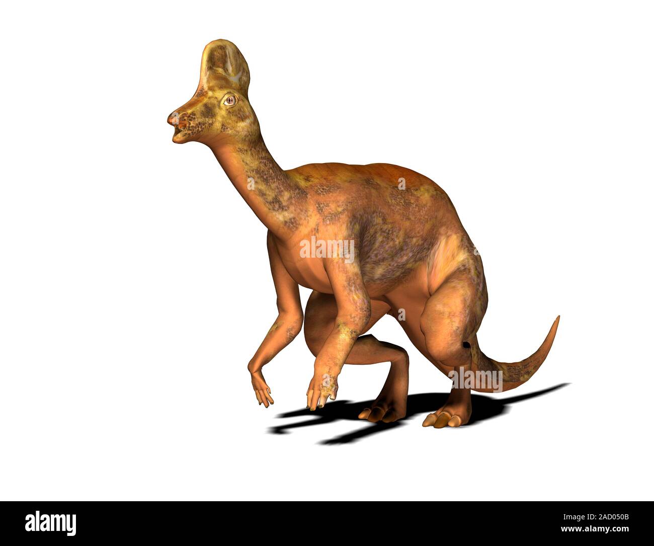 Corythosaurus dinosaur. Computer illustration of a Corythosaurus sp ...