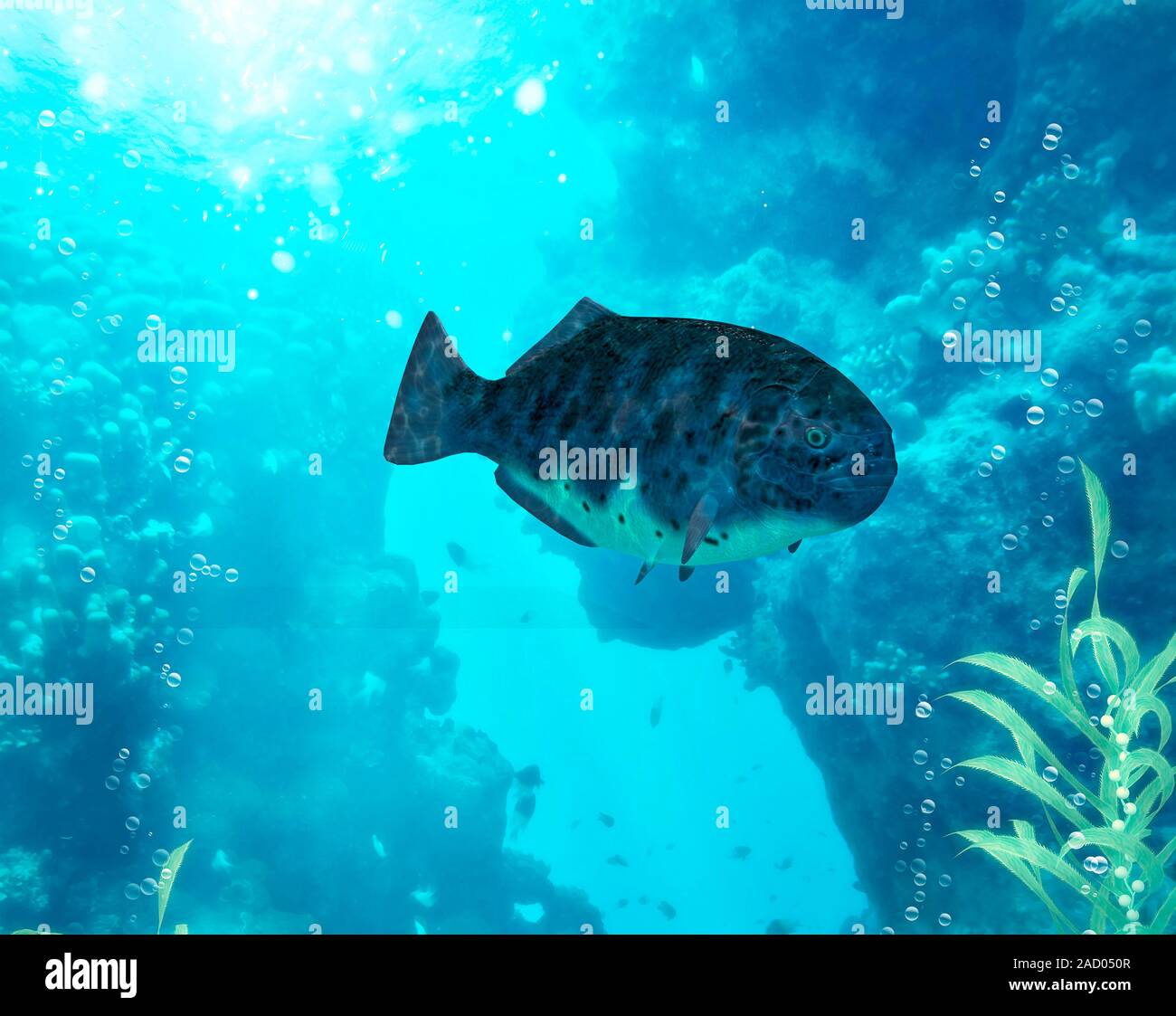 Dapedium prehistoric fish. Computer illustration of a Dapedium sp ...