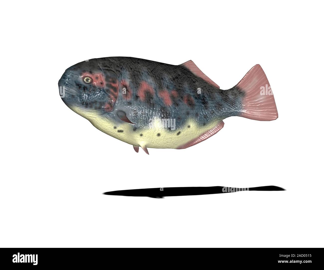 Dapedium prehistoric fish. Computer illustration of a Dapedium sp ...