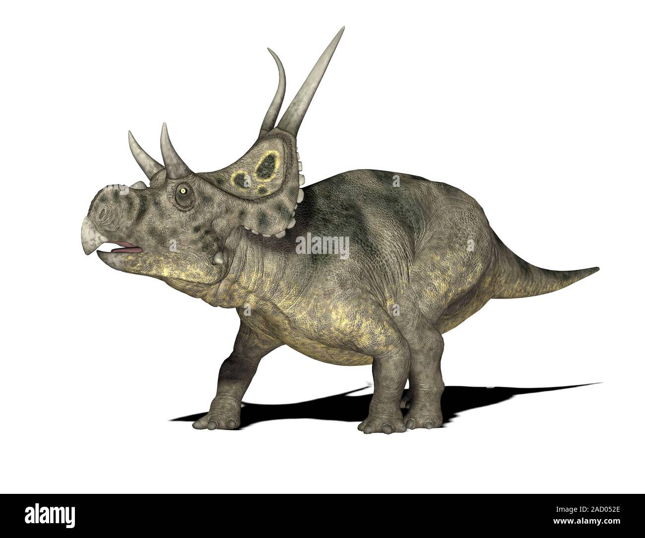 Diabloceratops dinosaur. Computer illustration of an Albertaceratops sp ...