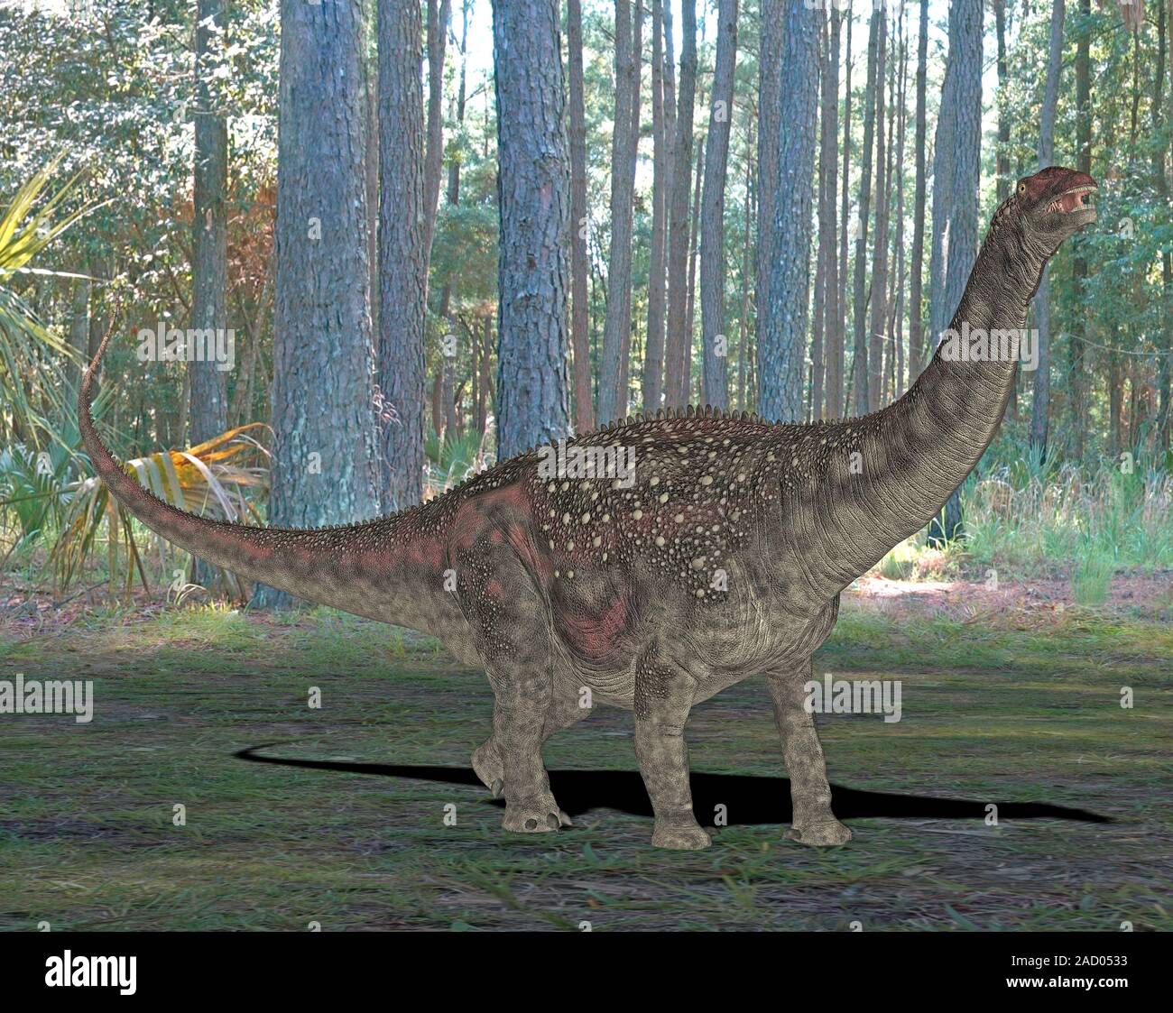 Diamantinasaurus dinosaur. Computer illustration of a Diamantinasaurus ...