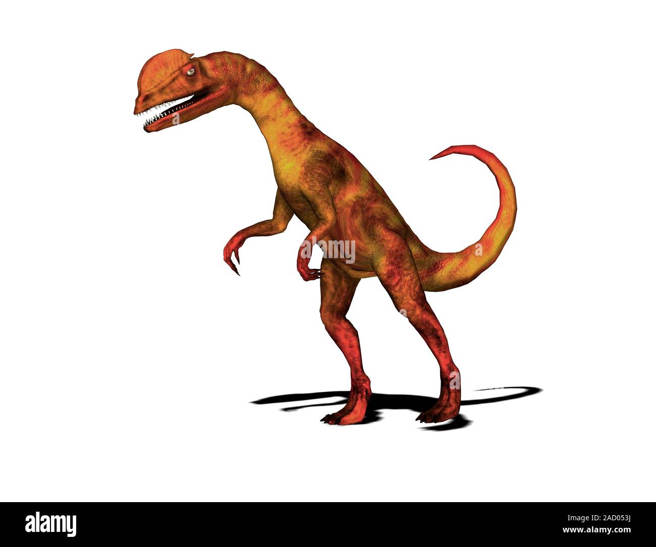 Dilophosaurus dinosaur. Computer illustration of a Dilophosaurus sp ...