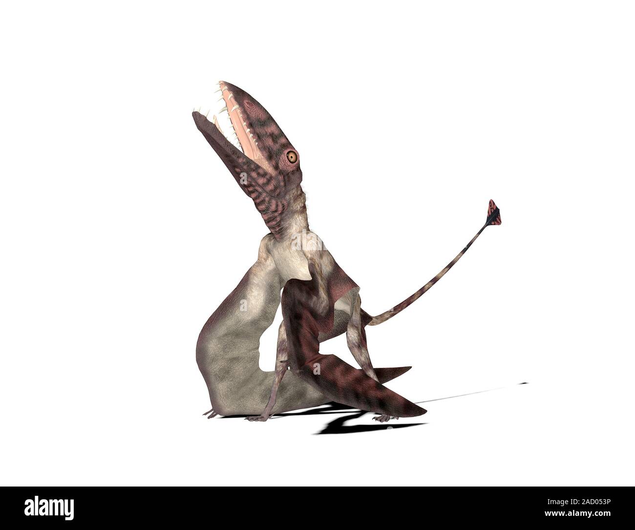 Dimorphodon dinosaur. Computer illustration of a Dimorphodon sp ...