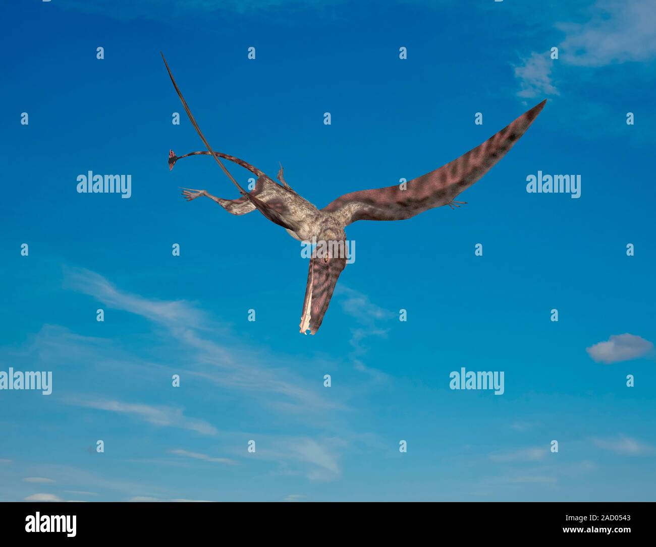 Dimorphodon pterosaur. Computer illustration of a Dimorphodon sp ...