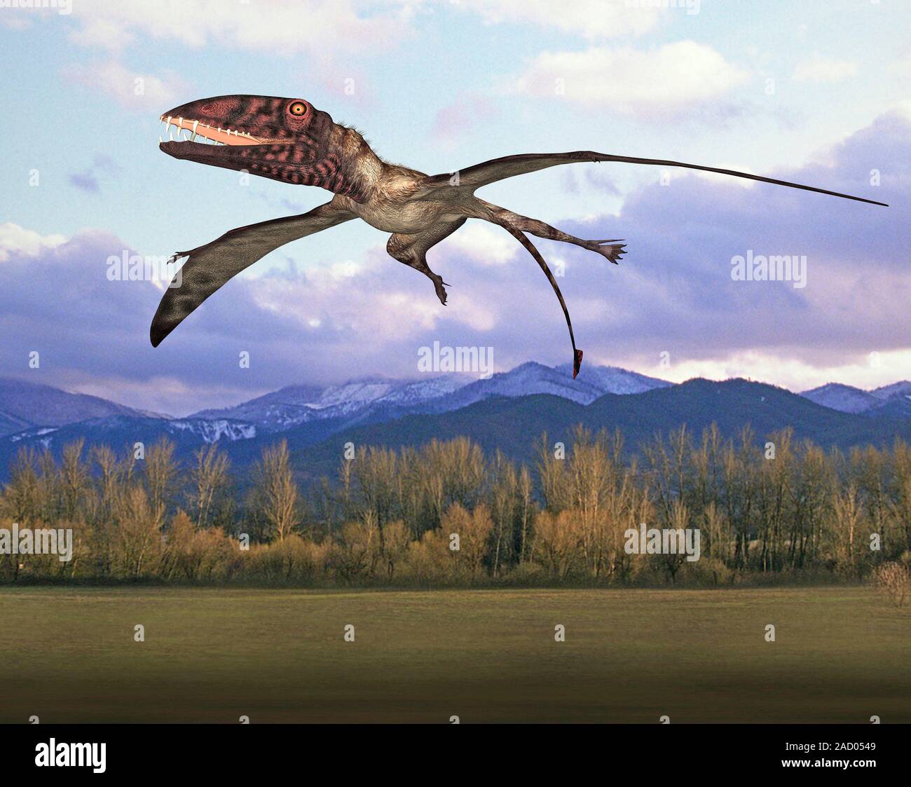 Dimorphodon pterosaur. Computer illustration of a Dimorphodon sp ...