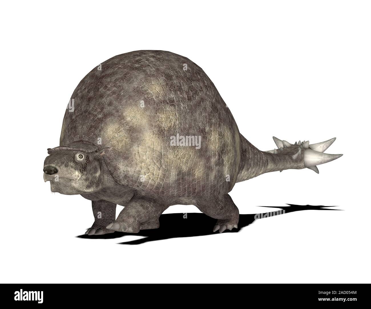Doedicurus prehistoric mammal. Computer illustration of a Doedicurus sp ...