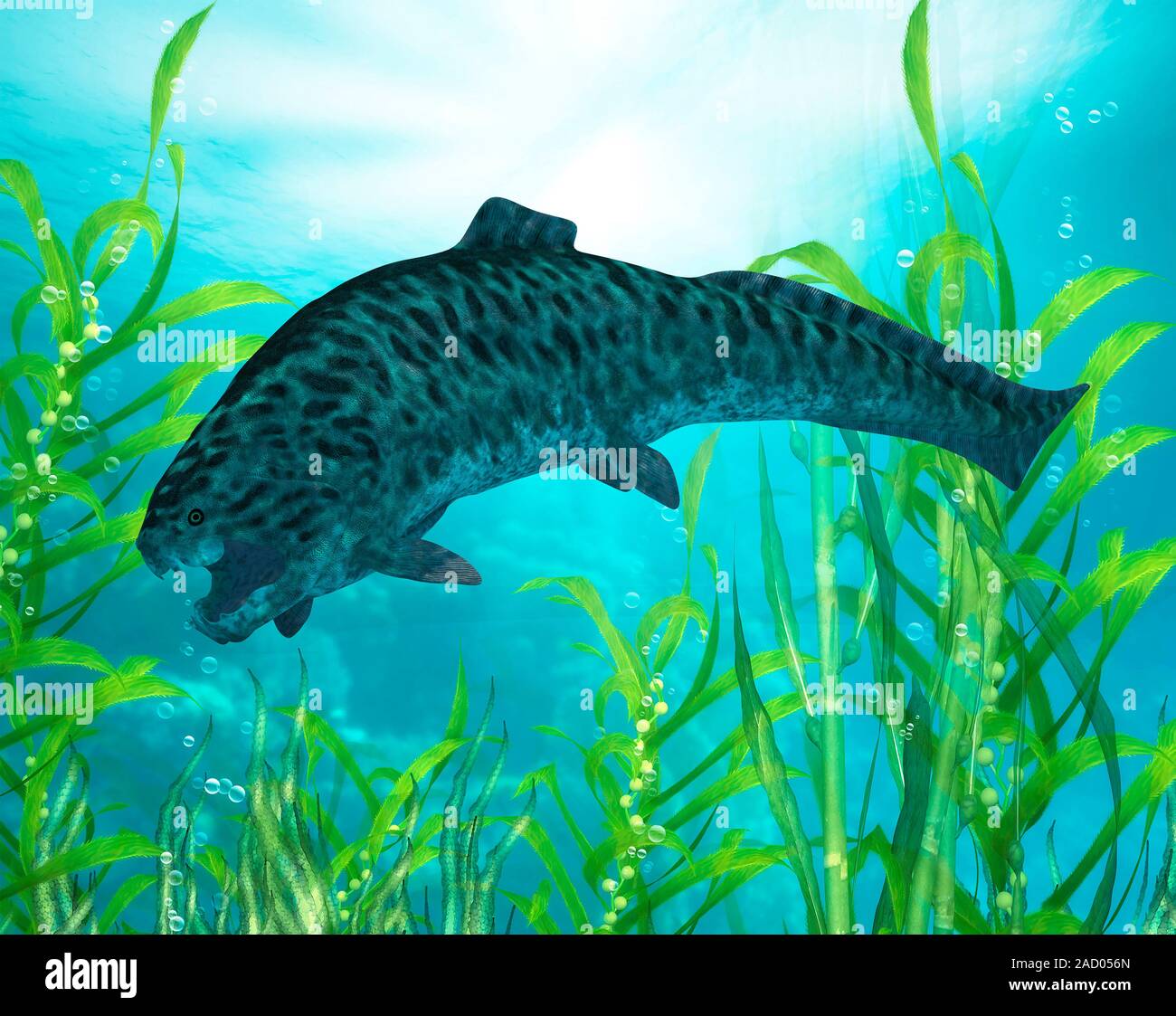 Dunkleosteus prehistoric fish. Computer illustration of a Dunkleosteus ...