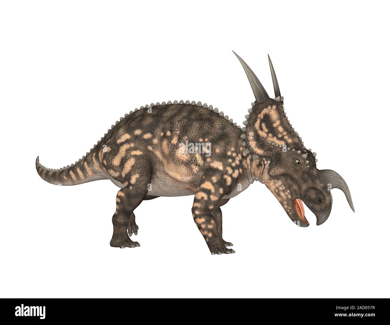 Einiosaurus dinosaur. Computer illustration of an Einiosaurus sp ...