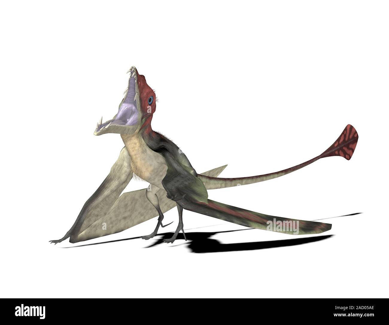 Eudimorphodon pterosaur. Computer illustration of a Eudimorphodon sp ...