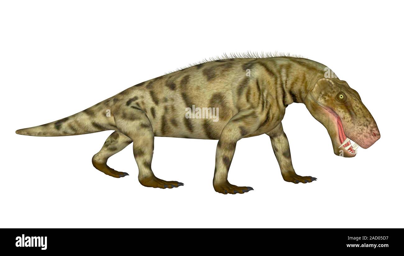 Inostrancevia. Computer illustration of an Inostrancevia sp ...