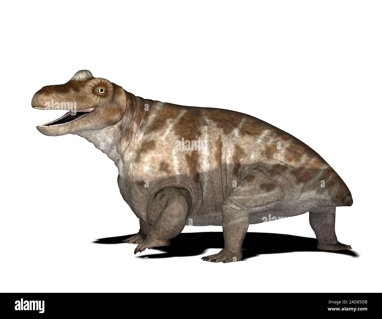 Keratocephalus. Computer illustration of a Keratocephalus sp ...