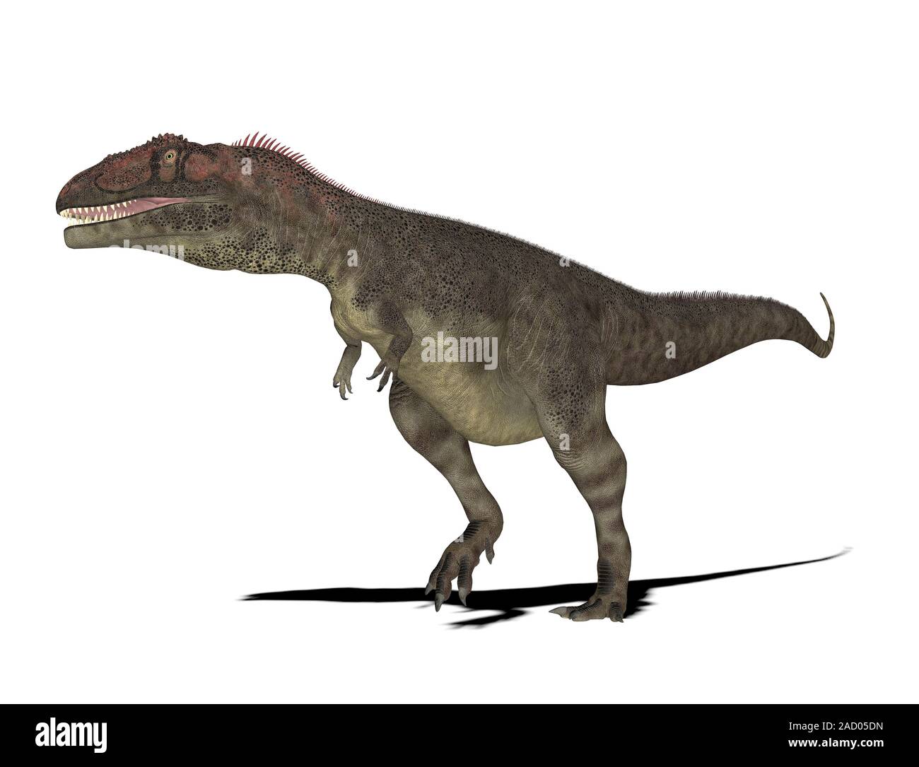 Mapusaurus dinosaur. Computer illustration of a Mapusaurus sp. dinosaur ...