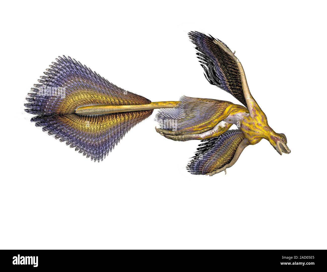 Microraptor dinosaur. Computer illustration of a Microraptor sp ...