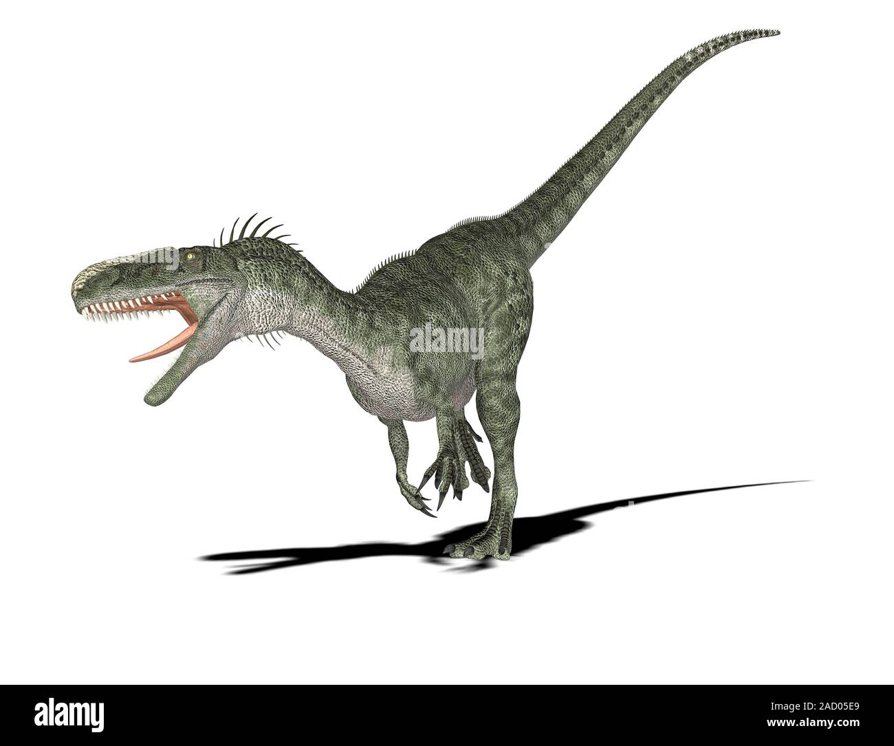 Monolophosaurus dinosaur. Computer illustration of a Monolophosaurus sp ...