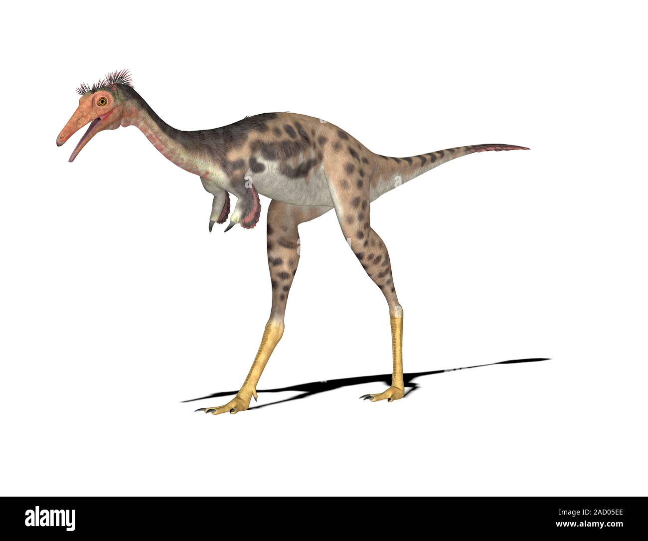 Mononykus dinosaur. Computer illustration of a Mononykus sp. dinosaur ...
