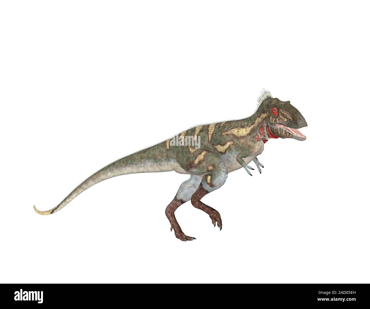 Nanotyrannus dinosaur. Computer illustration of a Nanotyrannus sp. dinosaur. This small ...