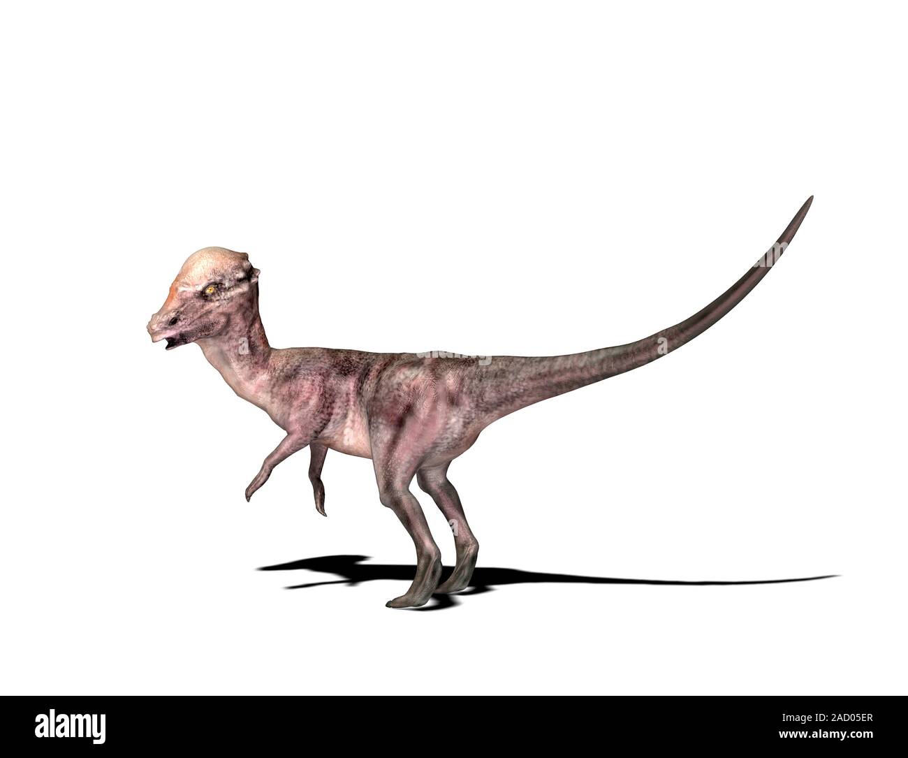 Pachysaurus dinosaur. Computer illustration of a Pachysaurus sp ...