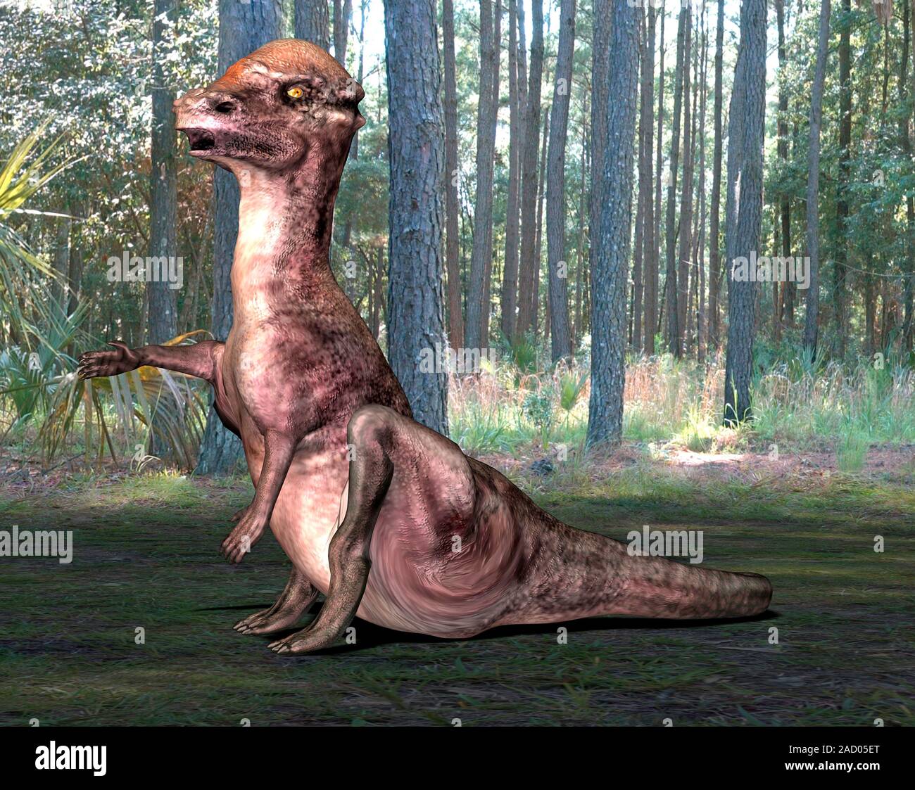 Pachysaurus dinosaur. Computer illustration of a Pachysaurus sp ...