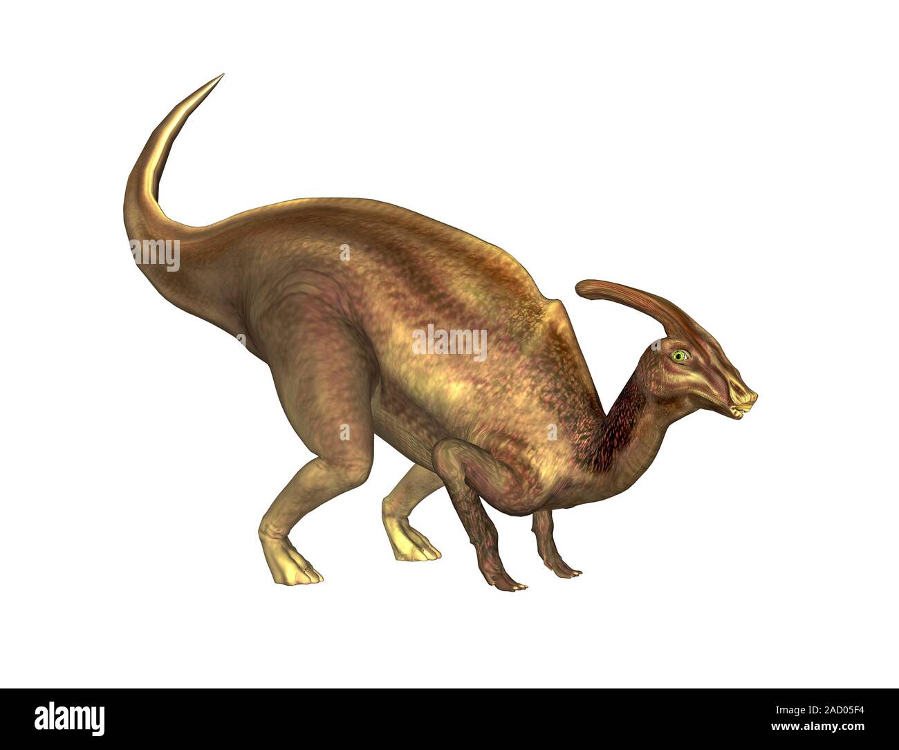 Parasaurolophus dinosaur. Computer illustration of a Parasaurolophus sp ...