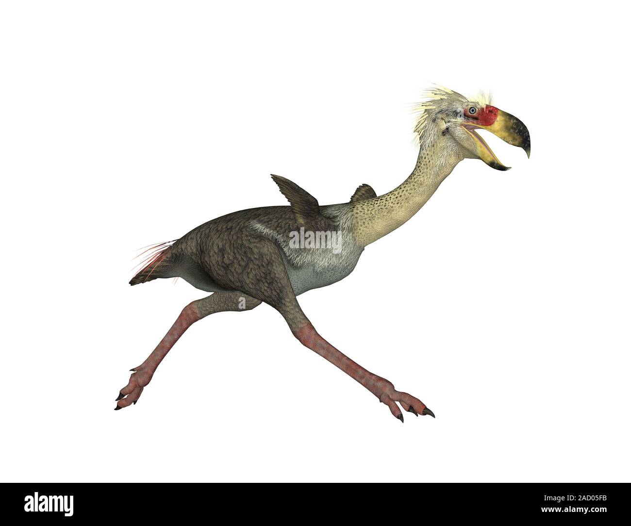 Phorusrhacos prehistoric bird. Computer illustration of a Phorusrhacos ...