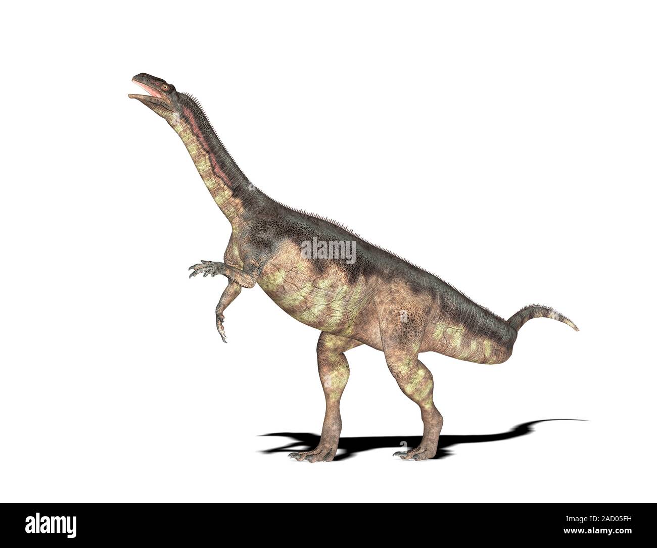 Plateosaurus dinosaur. Computer illustration of a Plateosaurus sp ...