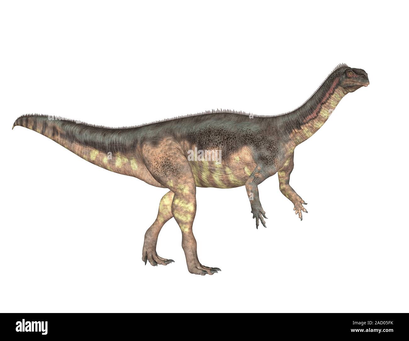 Plateosaurus dinosaur. Computer illustration of a Plateosaurus sp ...