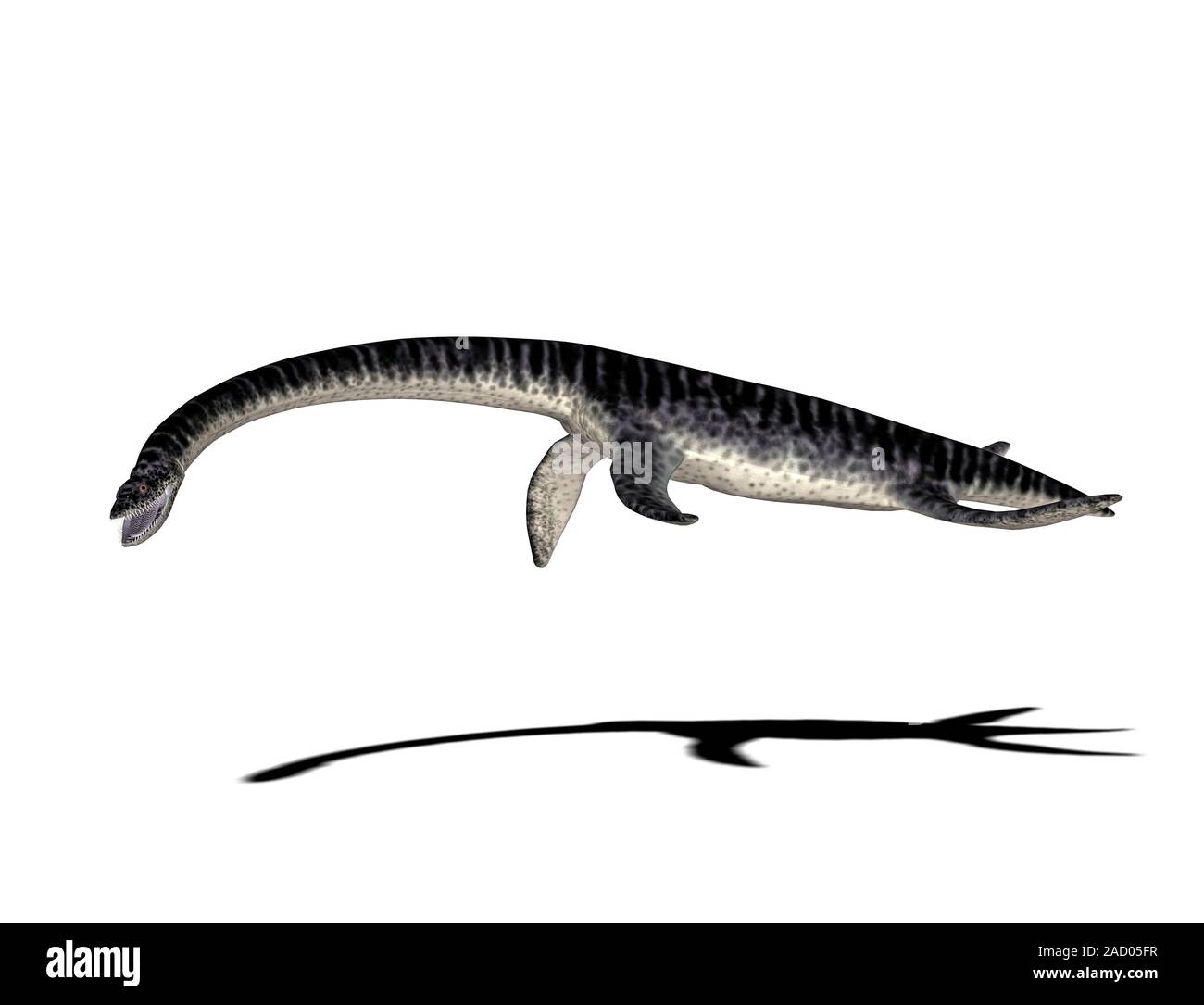 Plesiosaurus dinosaur. Computer illustration of a Plesiosaurus sp ...