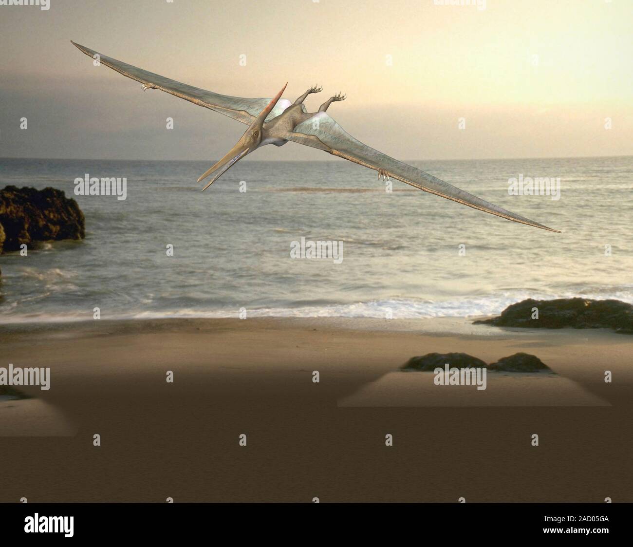 Pteranodon pterosaur. Computer illustration of a Pteranodon sp ...