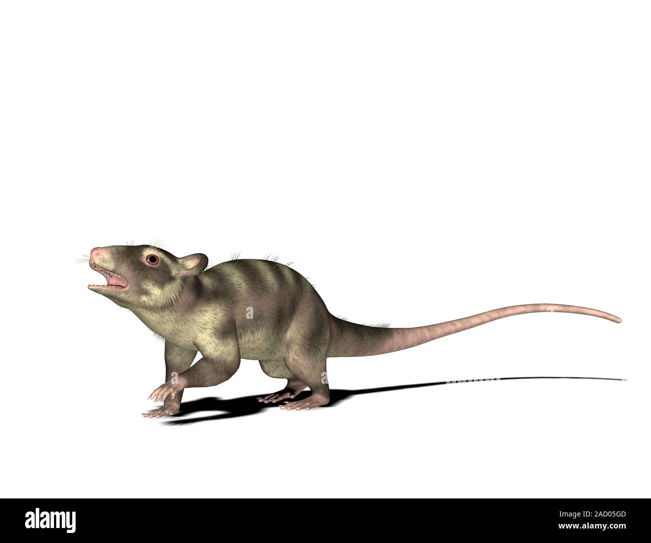 Purgatorius sp. prehistoric mammal, computer illustration. This extinct ...