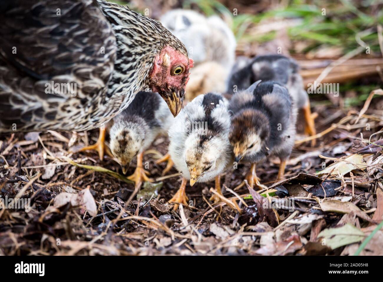 Little chicks digging in the ground under the care of their mother ...