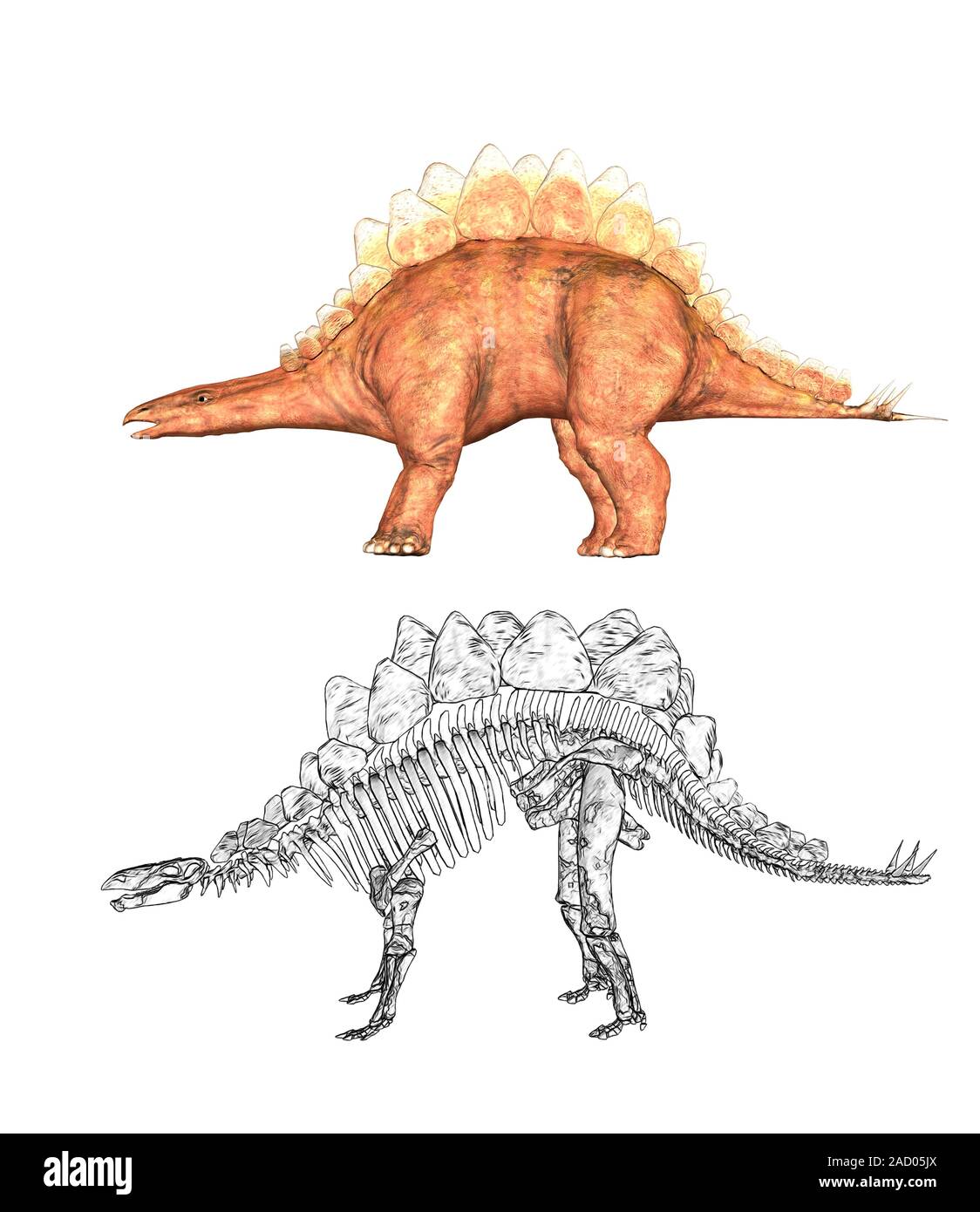 Stegosaurus dinosaur. Computer illustration of a Stegosaurus sp ...