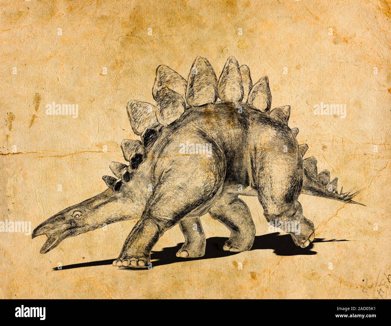 Stegosaurus dinosaur. Computer illustration of a Stegosaurus sp ...