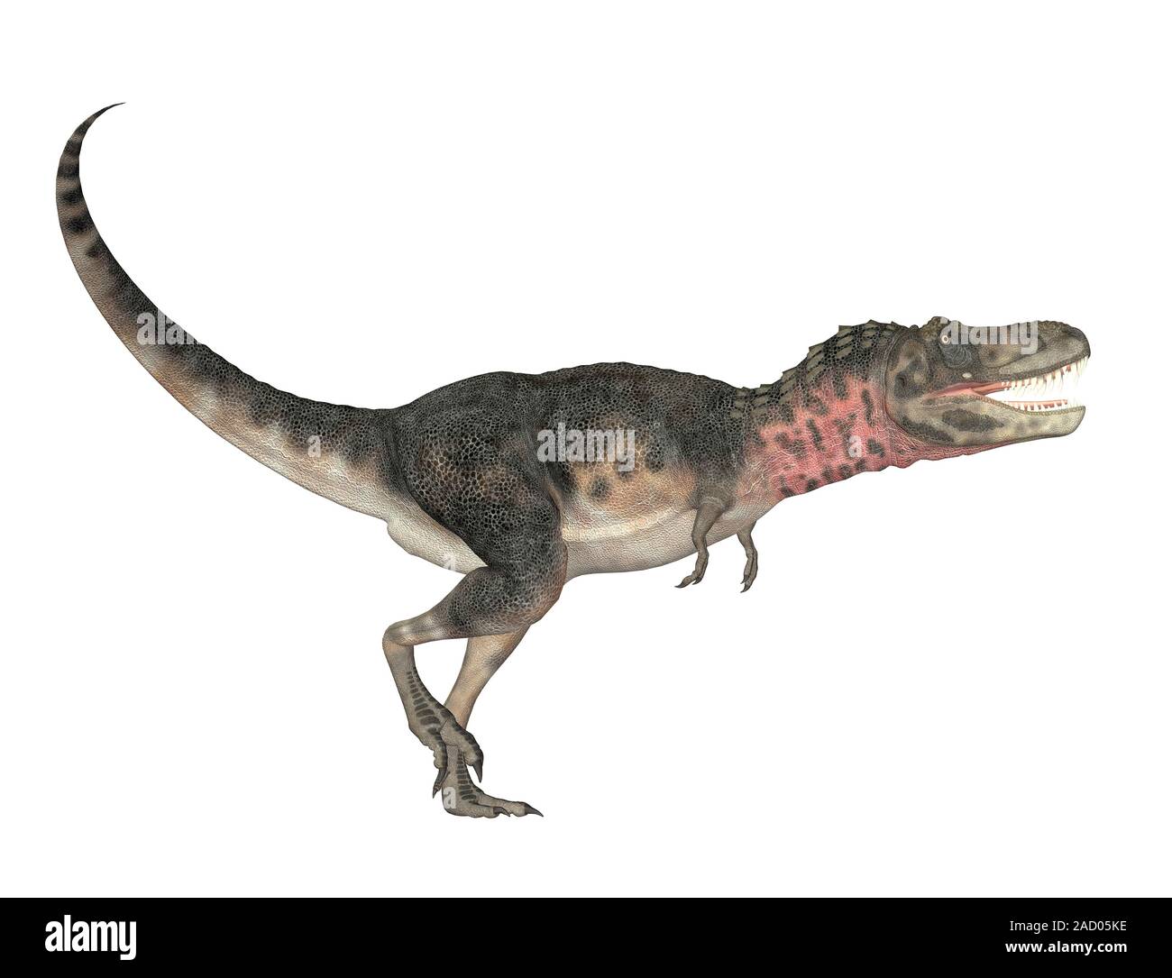 Tarbosaurus bataar dinosaur. Computer illustration of a Tarbosaurus ...