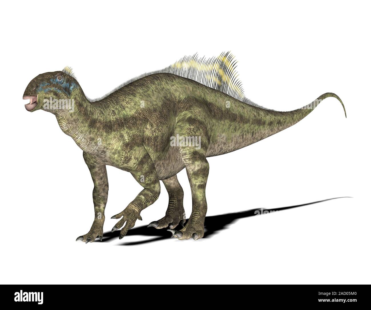 Tenontosaurus tilletti dinosaur. Computer illustration of a ...