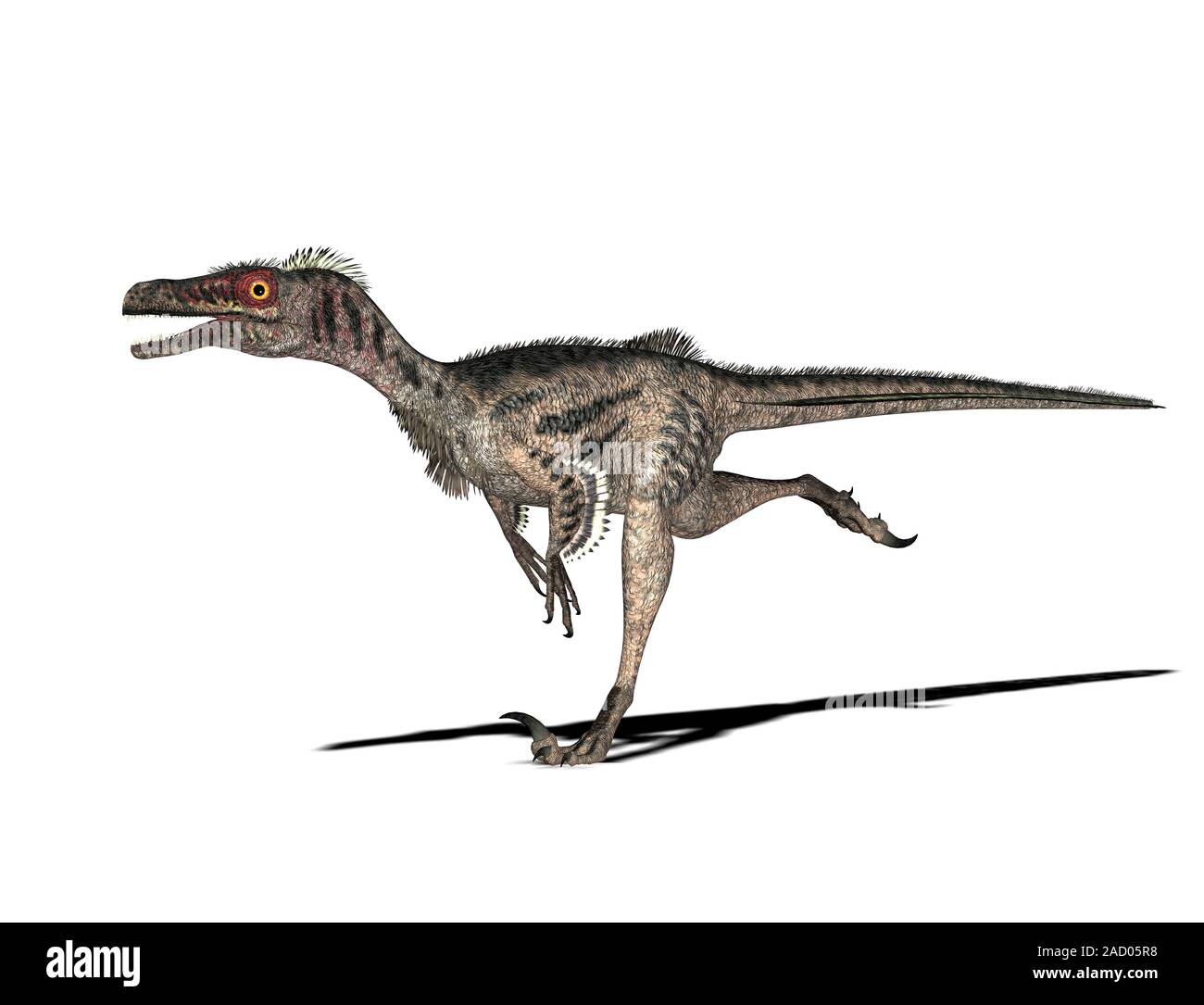 Velociraptor dinosaur. Computer illustration of a Velociraptor ...
