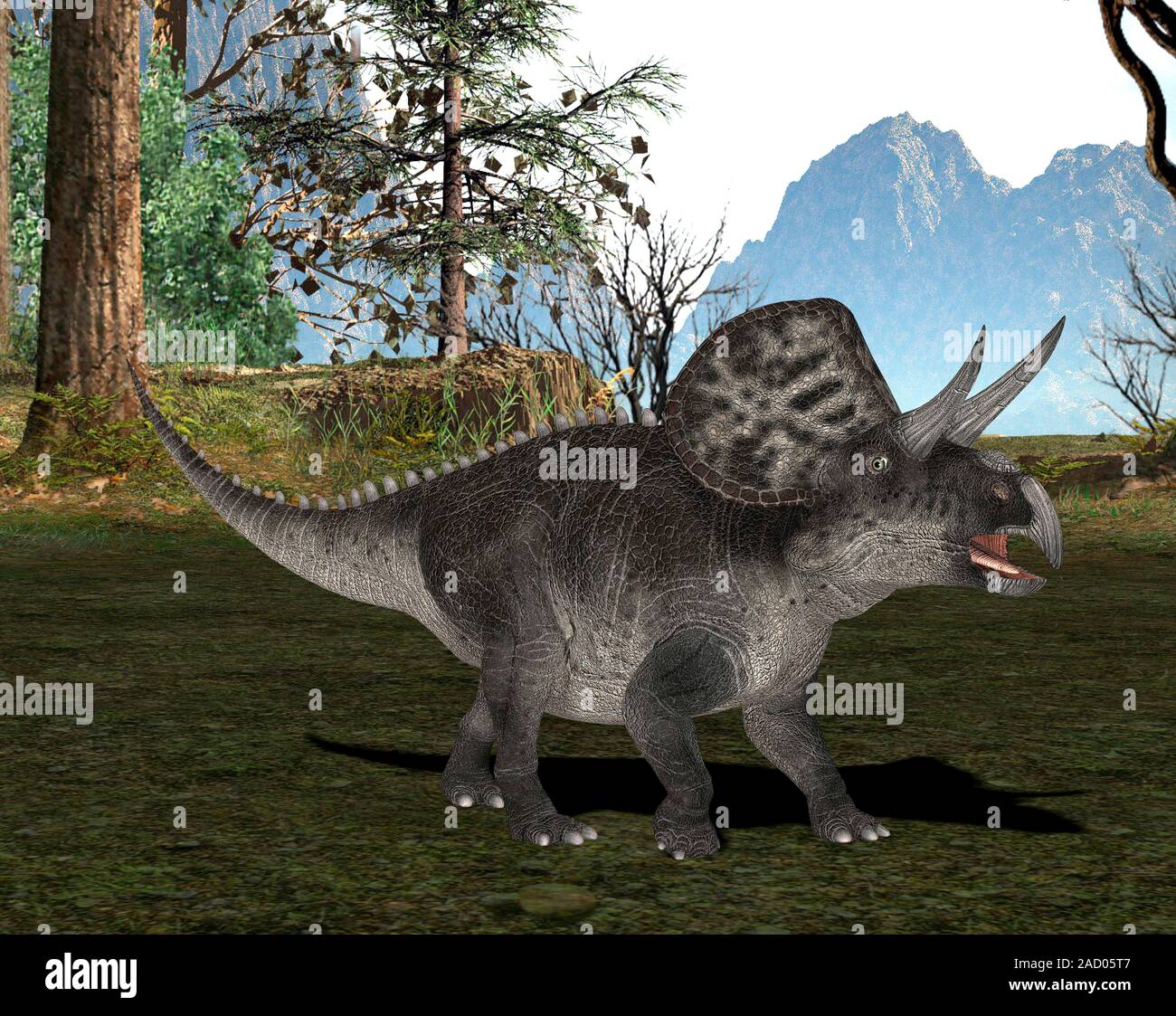 Zuniceratops dinosaur. Computer illustration of a Zuniceratops sp ...