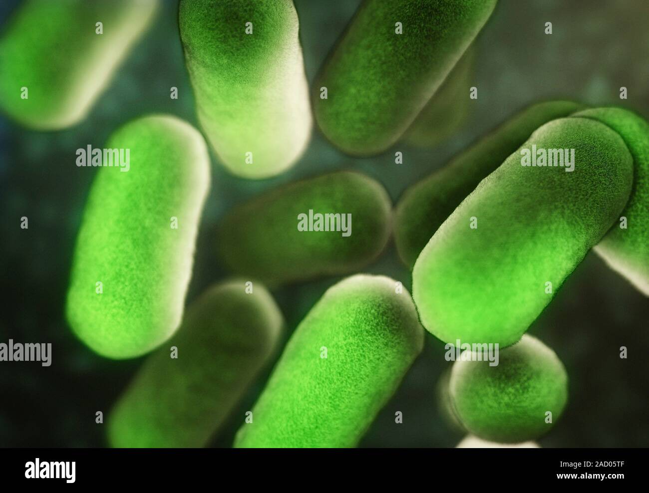 Bacillus bacteria. Computer illustration of a group of bacillus (rod ...
