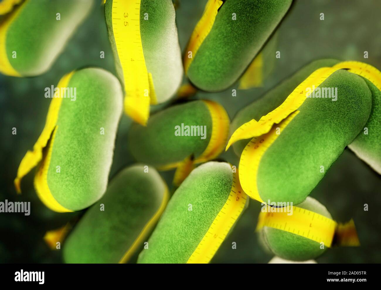Measuring bacteria, conceptual image. Computer illustration of a group ...
